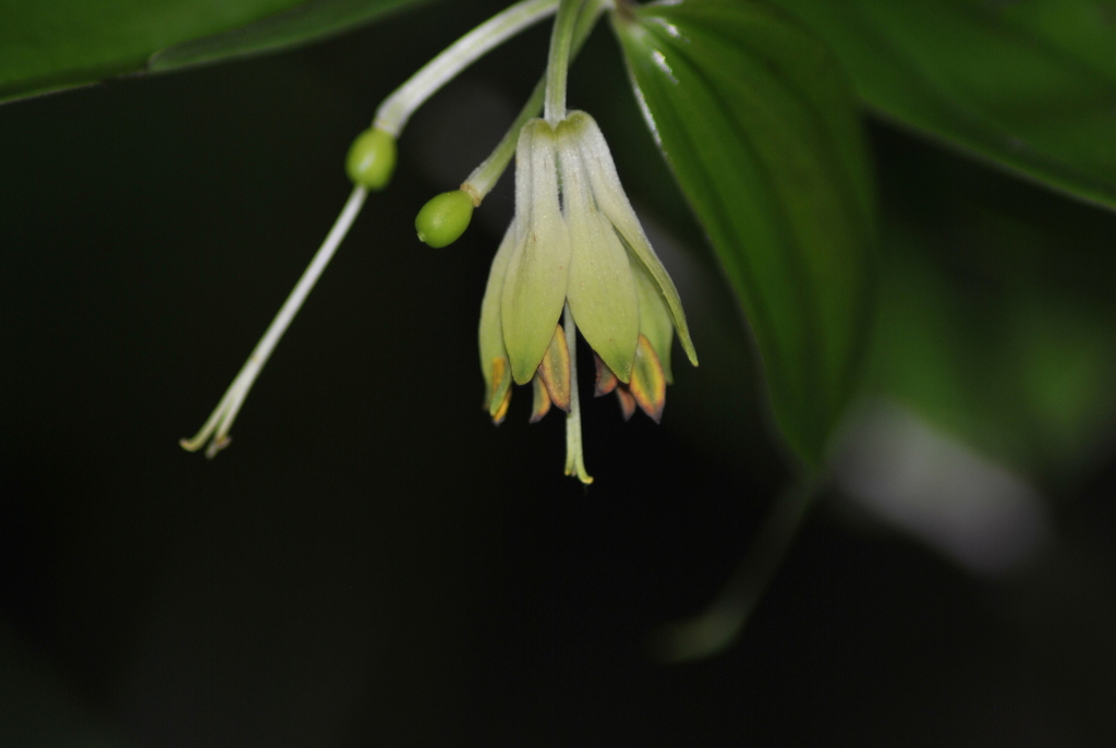 long-styled fairy bells from Pengzhou, Chengdu, Sichuan, China on May 5 ...
