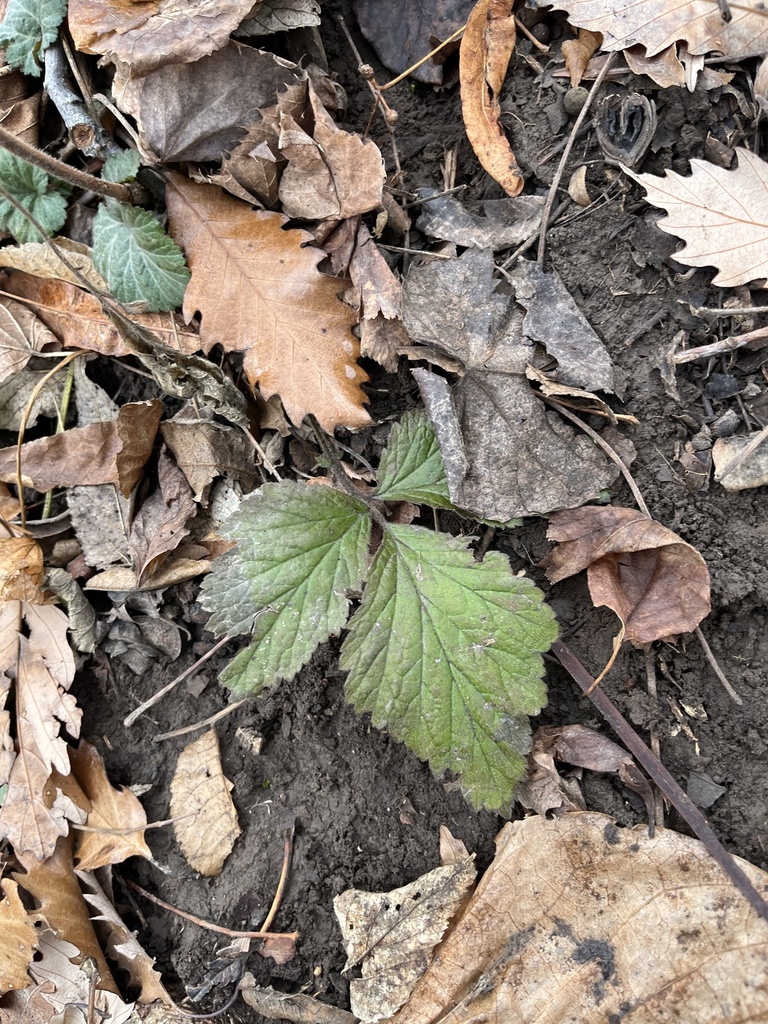 white avens from Fairmount Park Shelter, Independence, MO, US on ...