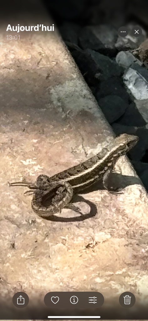 Haitian Curlytail Lizard from La Hispaniola, Miches, Province d‛El ...