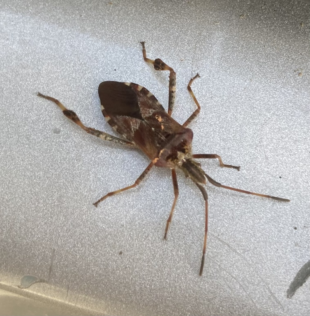 Western Conifer Seed Bug from Leroy Ave, Molalla, OR, US on October 22 ...