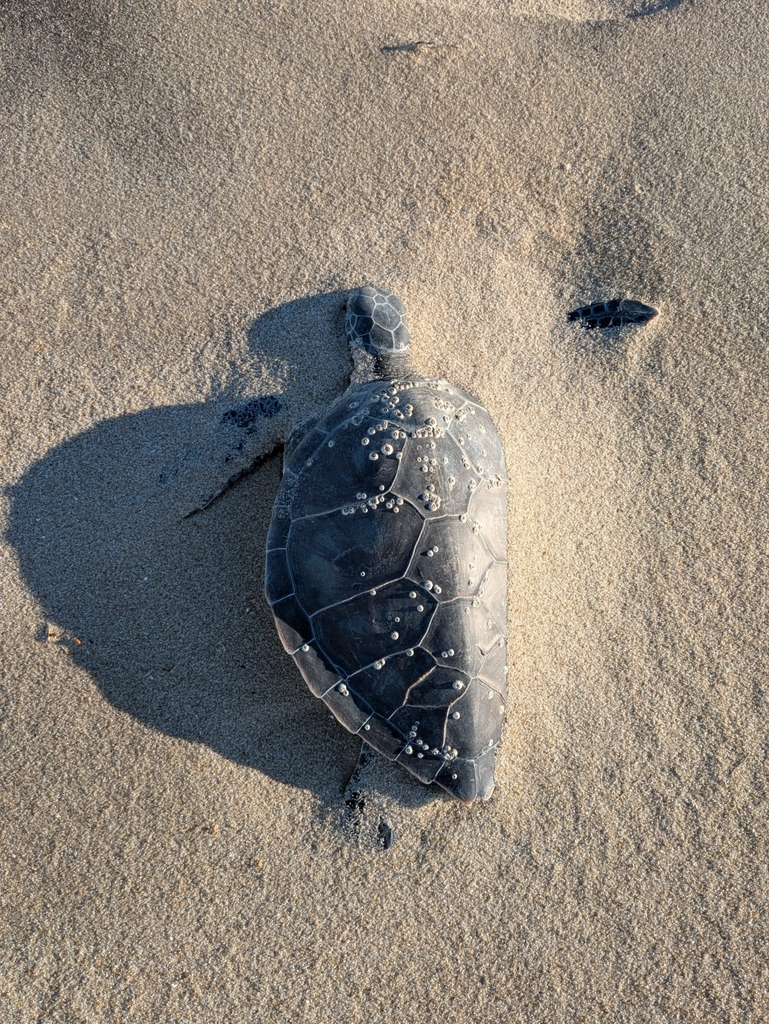 Green Sea Turtle from Chincoteague, VA, USA on December 08, 2024 at 03: ...
