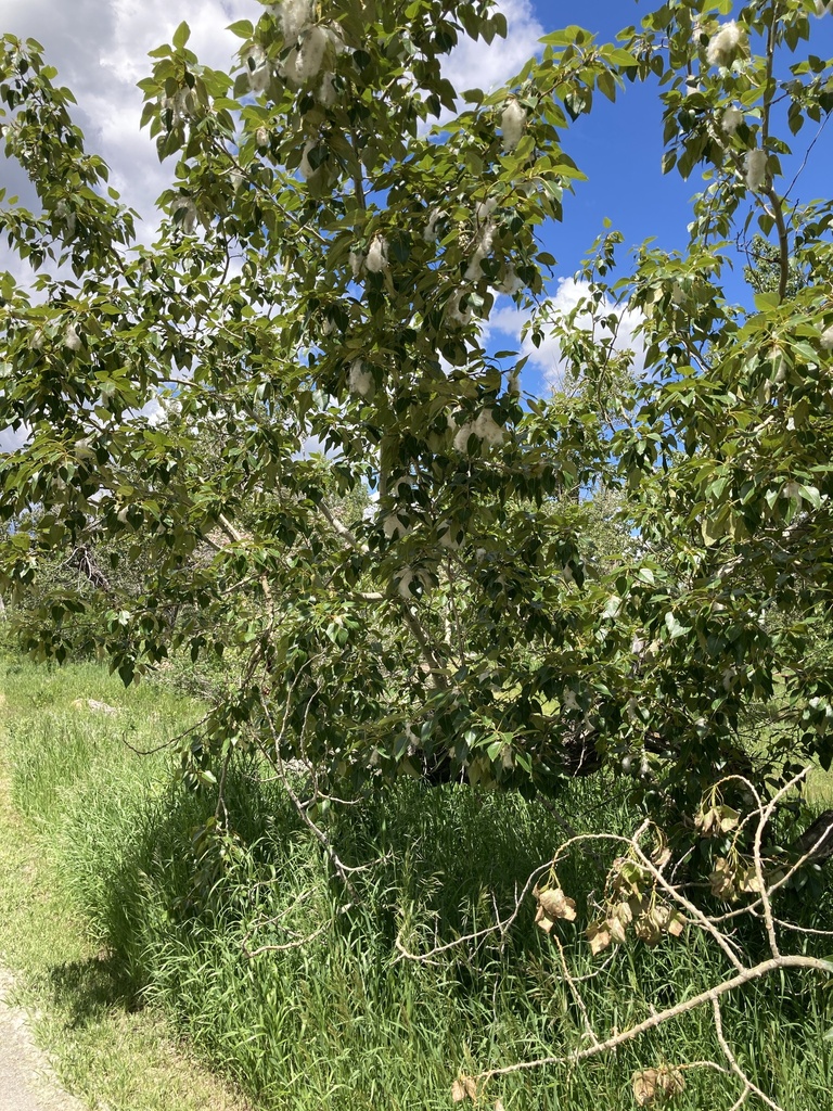 balsam poplar from Southeast Calgary, Calgary, AB, Canada on June 20 ...