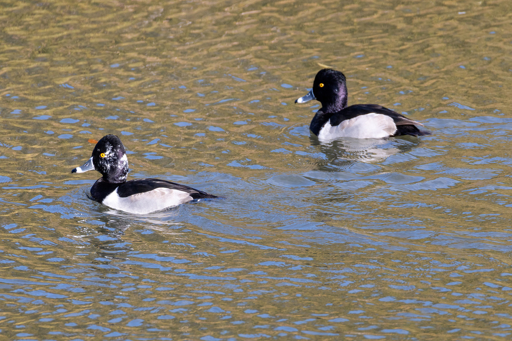 Ring-necked Duck from High Meadow of Indian Creek, Carrollton, TX, USA ...
