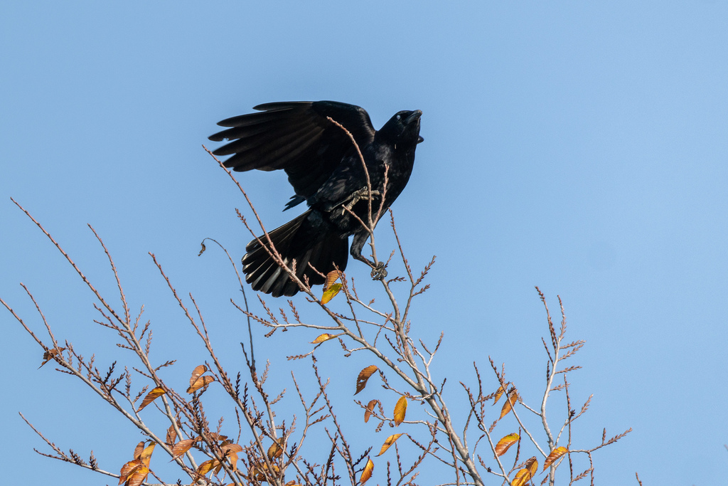 Crows and Ravens from High Meadow of Indian Creek, Carrollton, TX, USA ...