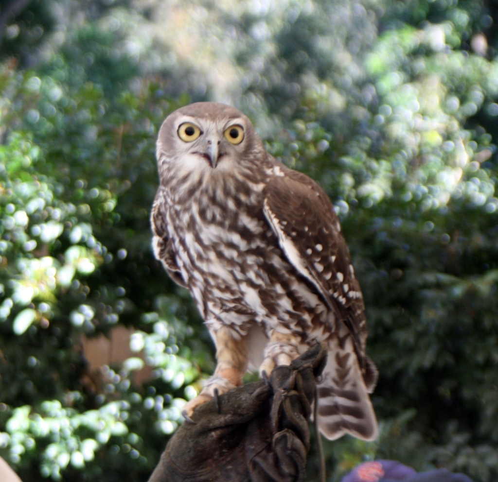 Barking Owl (Blue Mountains Birds) · BioDiversity4All