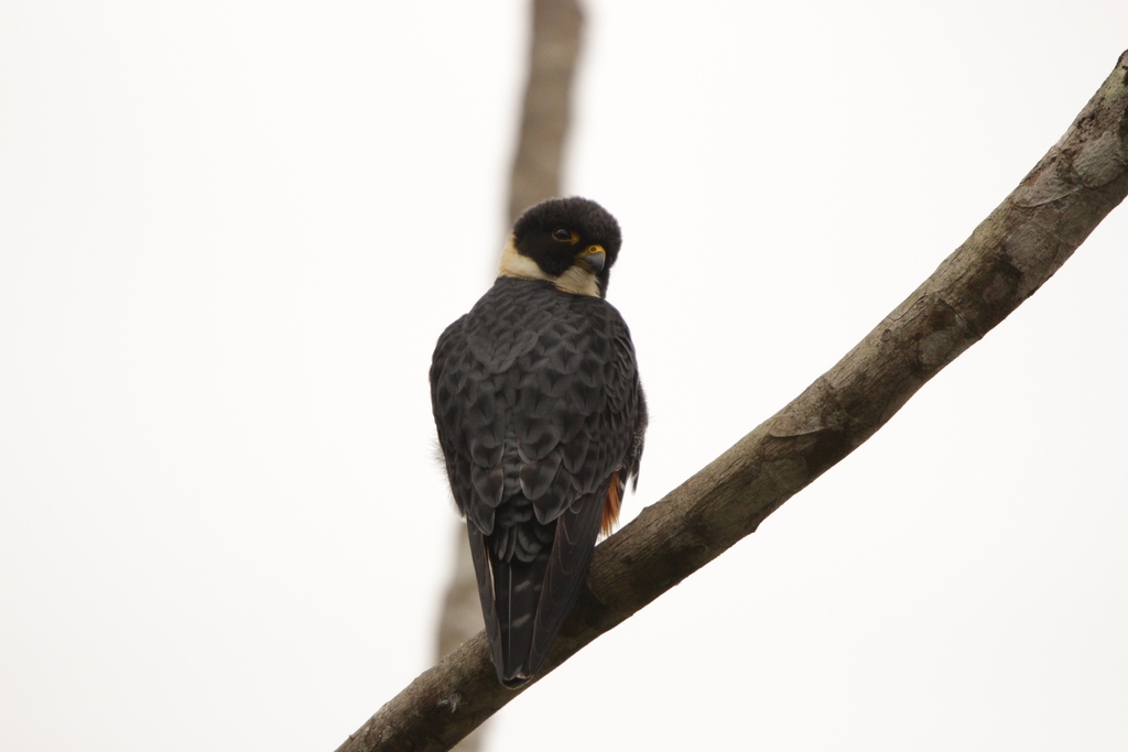 Bat Falcon from Miracatu - State of São Paulo, 11850-000, Brazil on ...