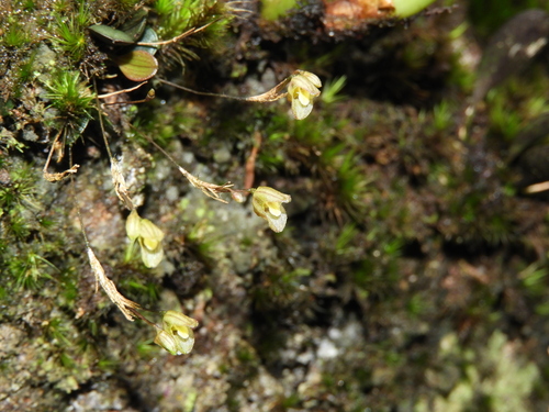 Andreettaea cryptophyta · iNaturalist