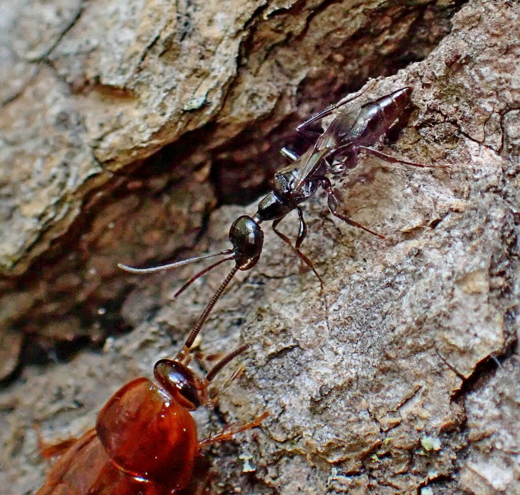 Ampulex canaliculata from Staten Island, NY, USA on September 19, 2024 ...