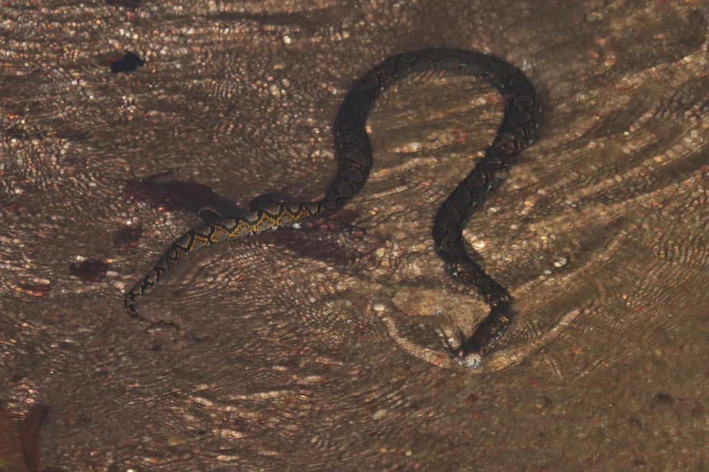 Reticulated Python from VWCC+J3 Panti Forest, Gunung Panti Recreational ...