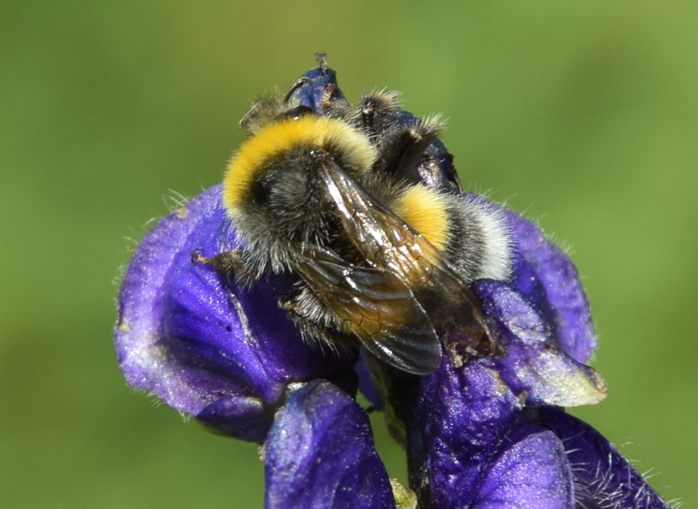White-tailed Bumble Bee from Kłodzko County, Poland on July 15, 2024 at ...