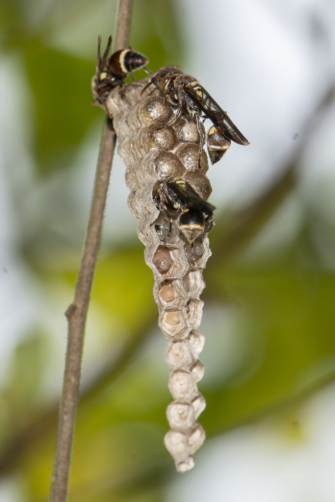 Ropalidia stigma from Forest Track, Karimganj District on May 19, 2019 ...