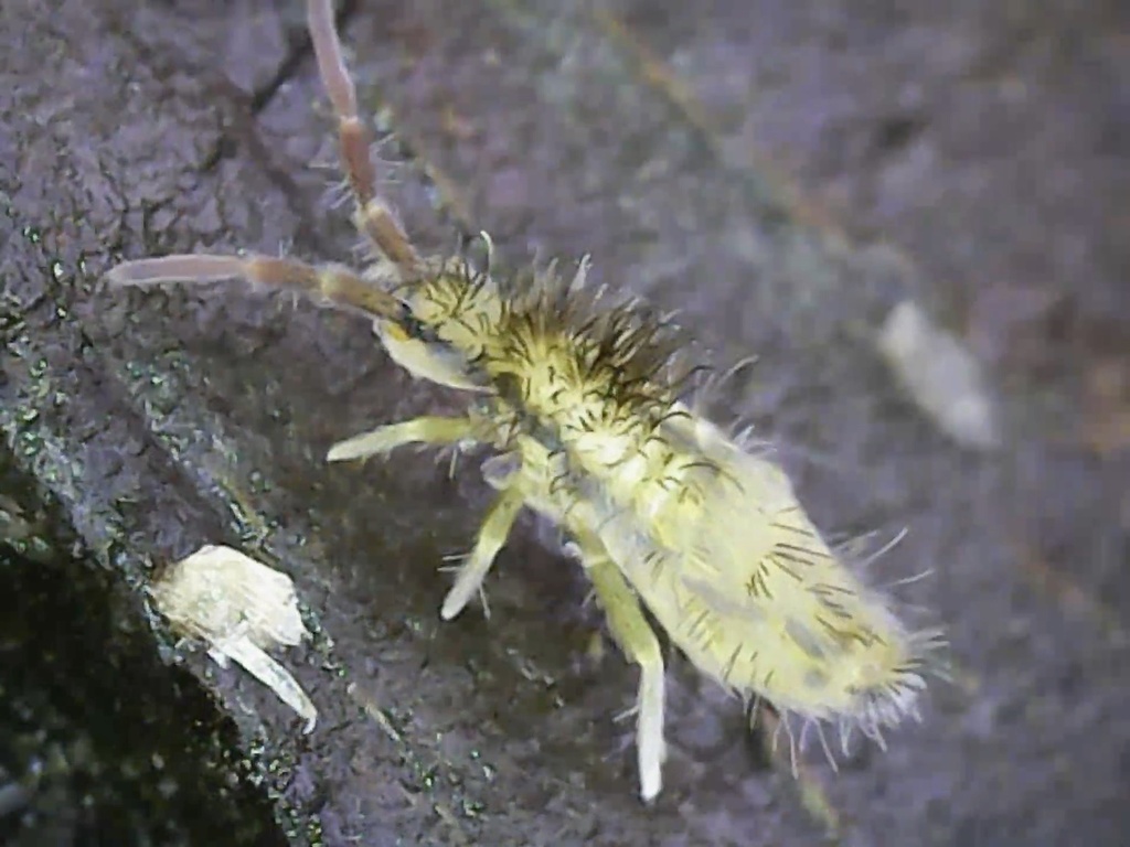 Homidia socia from River Woods Park, Auburn Hills, MI, US on December 9 ...