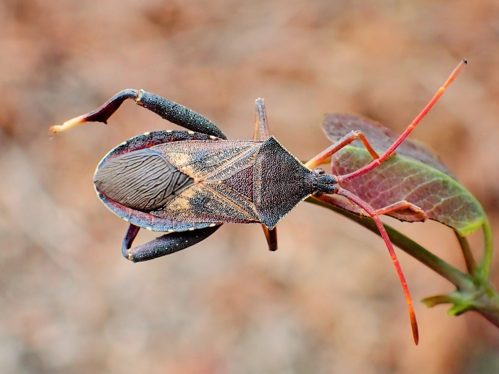 Common Gum-tree Bug in December 2024 by cinclosoma · iNaturalist
