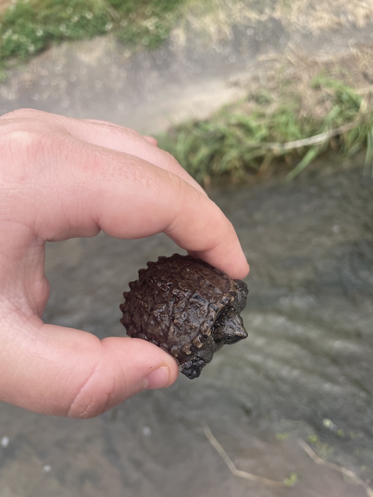 Common Snapping Turtle from Dannywood Rd, St. Regis Park, KY, US on May ...