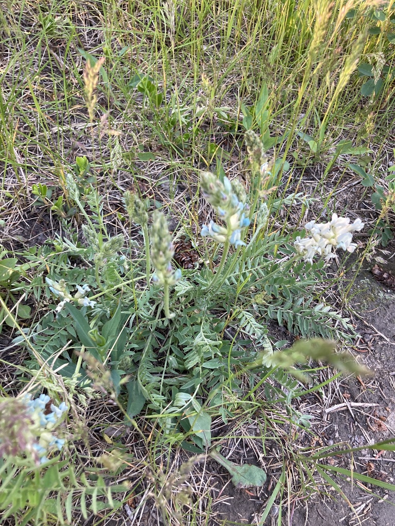 field locoweed from Southwest Calgary, Calgary, AB, Canada on June 20 ...