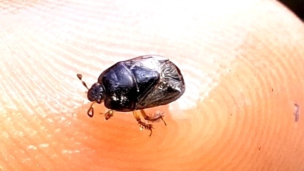 Chilocoris bicolor from Central Ave, St Lucia QLD Australia on December ...