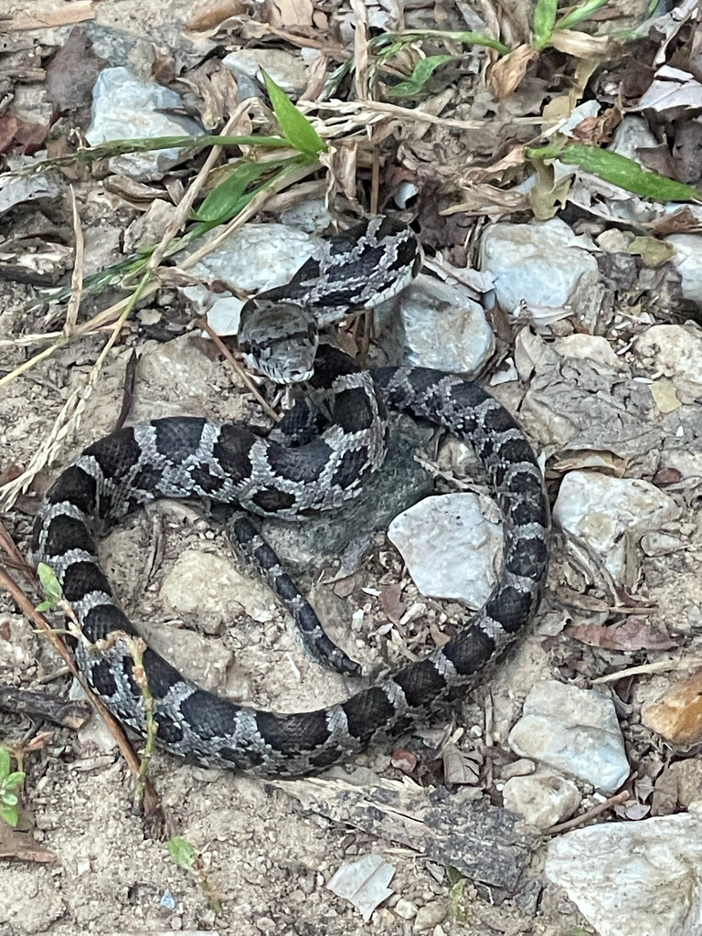 Eastern/Gray Ratsnake Complex from Old Fort on October 23, 2024 at 06: ...