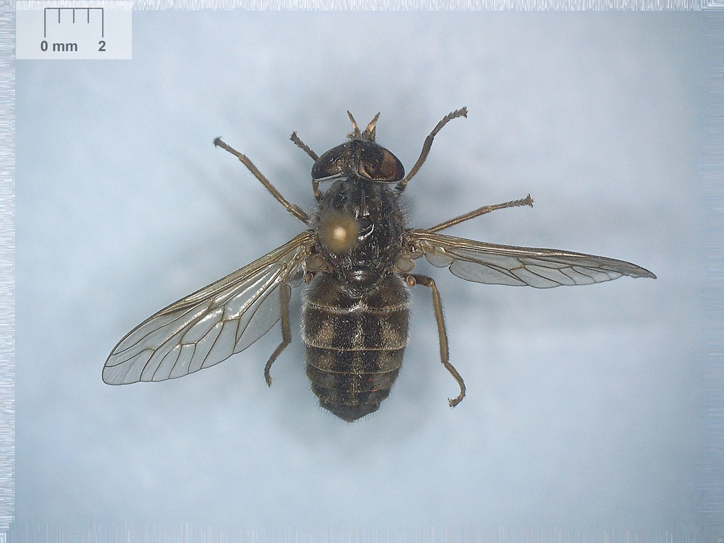 Frost's Horse Fly from Saint-Henri-de-Taillon, Sagamie, QC, Canada on ...