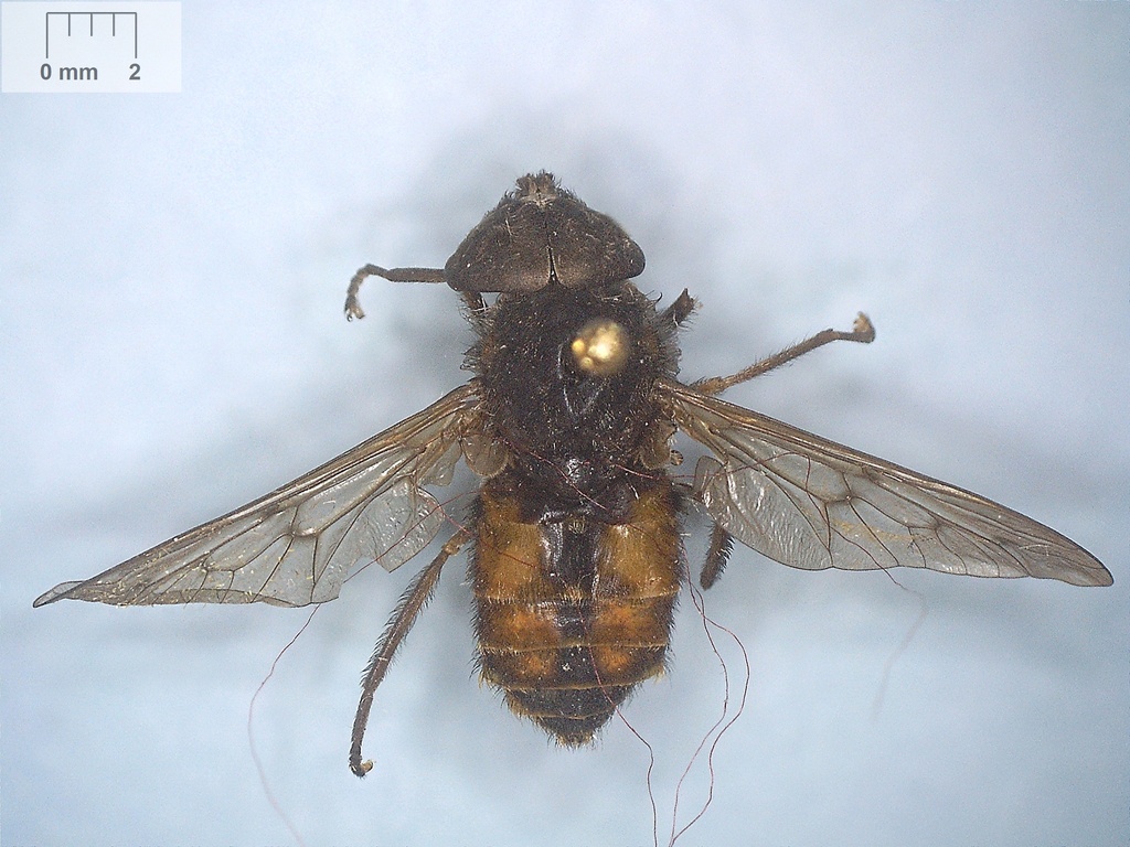 True Horse Flies from Katevale, Estrie, QC, Canada on July 18, 1997 by ...