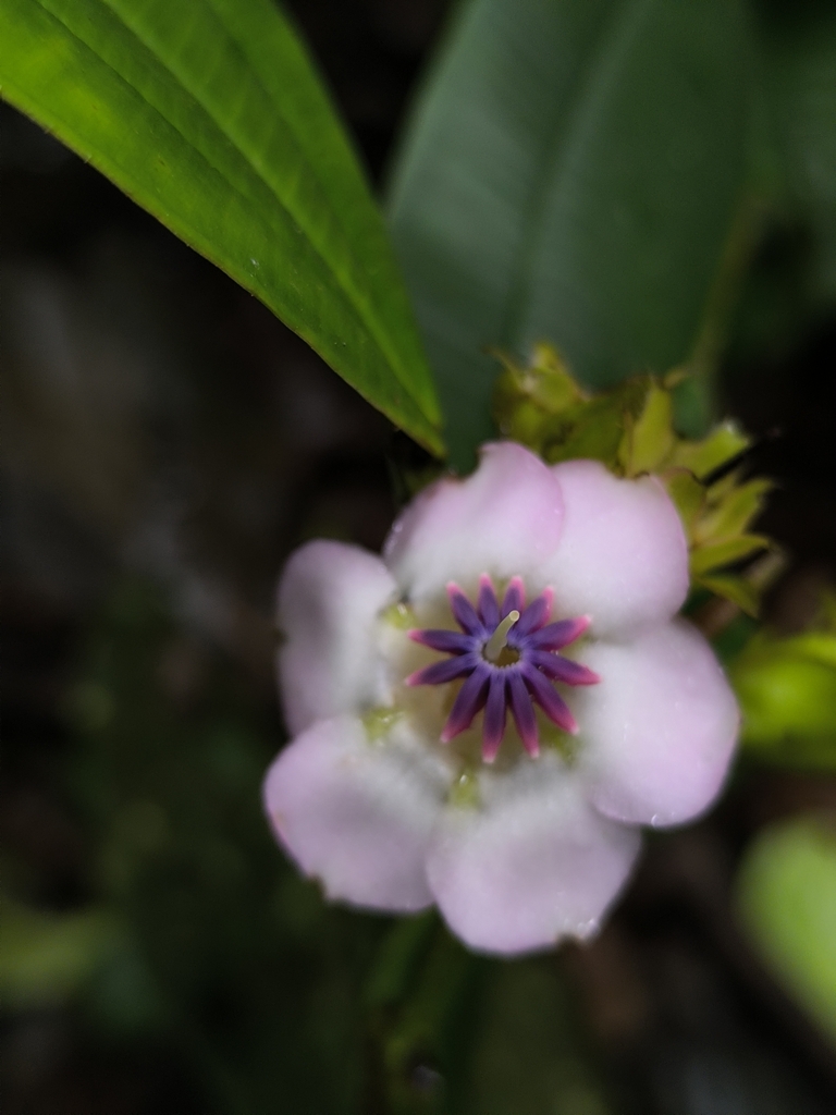 Blakea harlingii in December 2024 by Johan Urrea Cardenas · iNaturalist