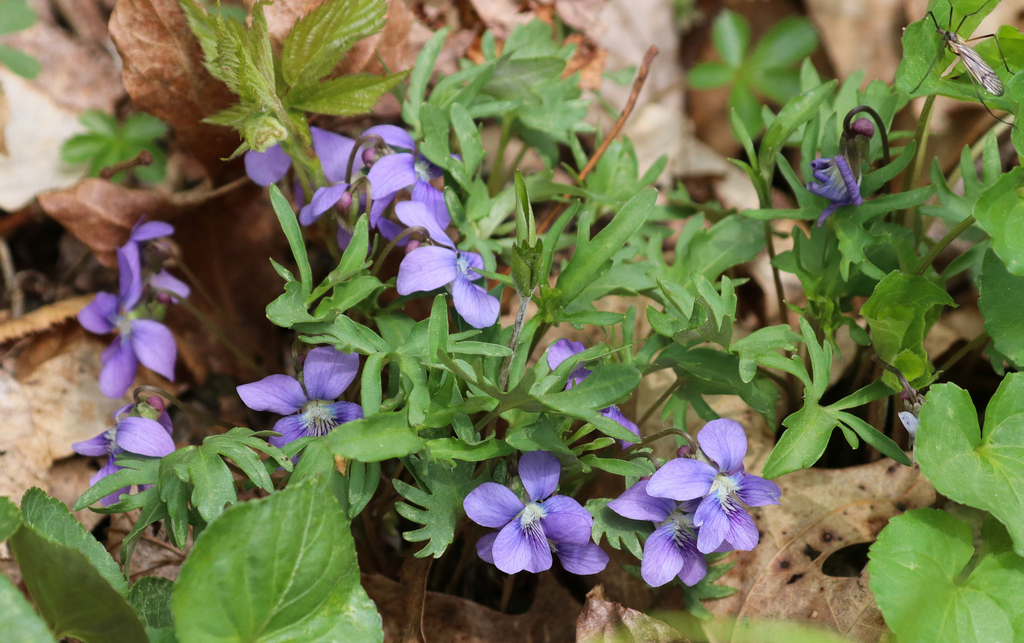 Blue Ridge Violet ( Dicot Forbs of Appalachia 2) · iNaturalist