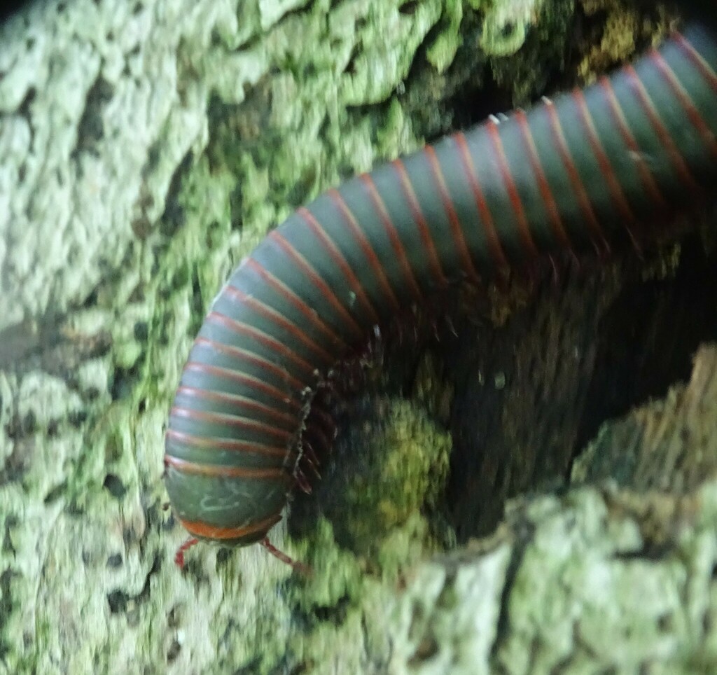 American Giant Millipede Complex from Indian Brook Reservoir, Essex, VT ...