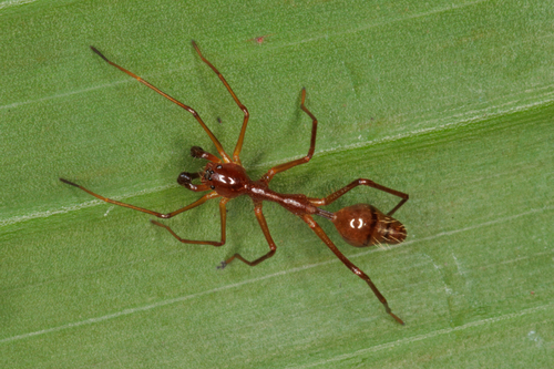 Myrmecium yamamotoi · iNaturalist United Kingdom