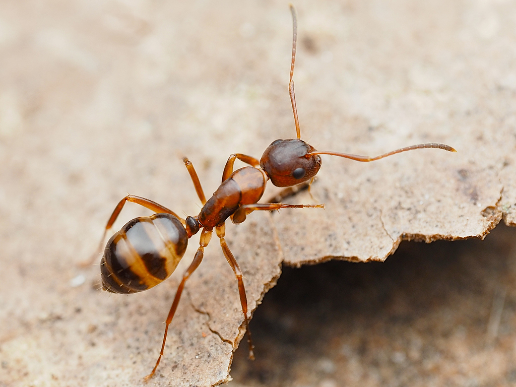 Bearded Carpenter ant from Staten Island, NY, USA on August 24, 2024 at ...