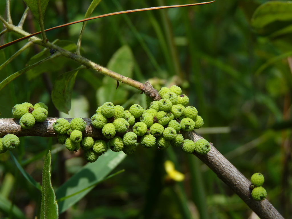 southern bayberry (Edible Native Plants of New England) · iNaturalist