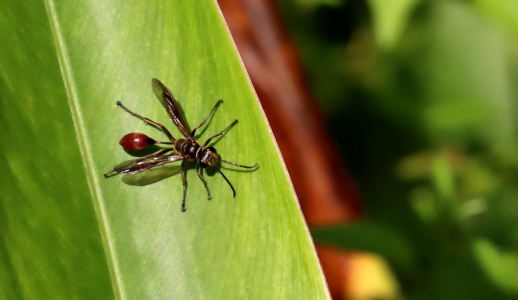 Grass-carrying Wasps from Drake Bay, Costa Rica on December 7, 2024 at ...