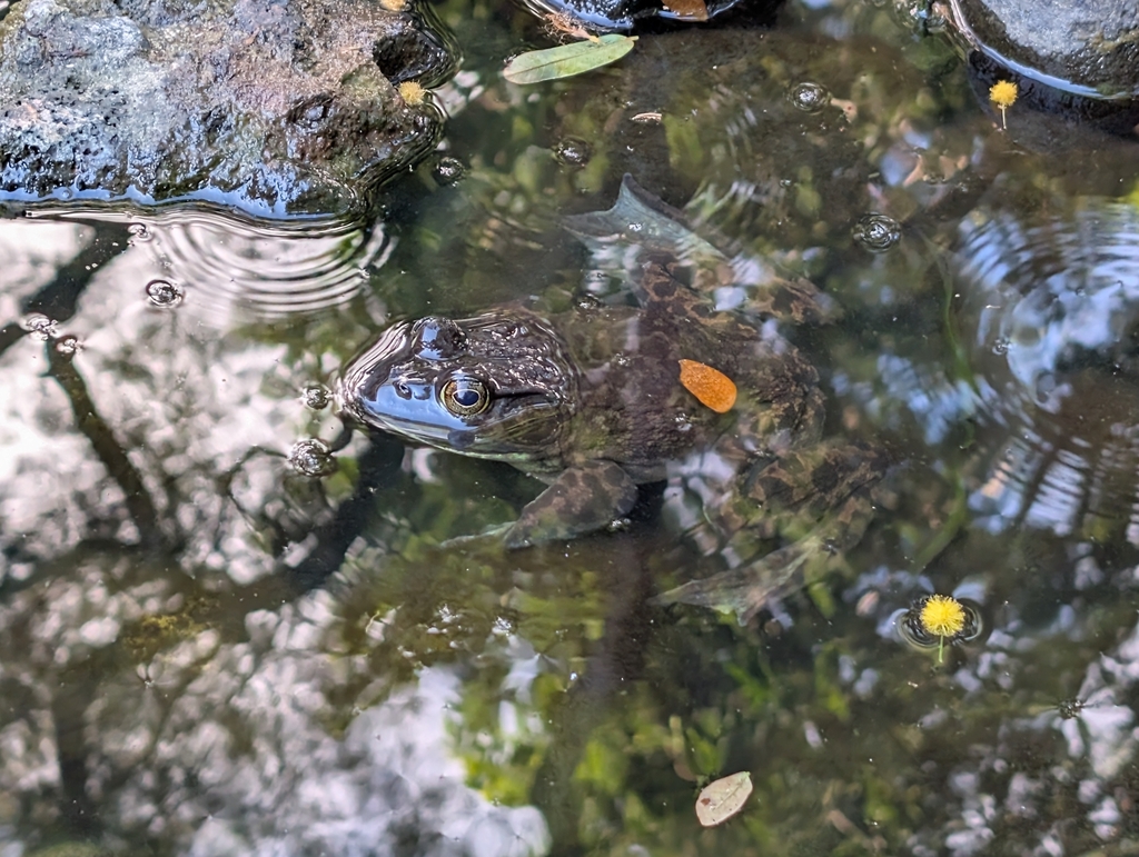 American Bullfrog from Honolulu, HI 96848, USA on December 9, 2024 at ...
