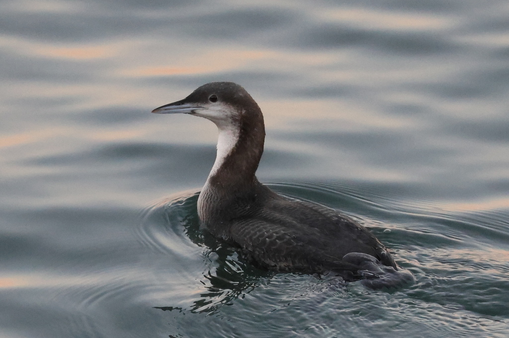 Pacific Loon from Monterey Bay, Santa Cruz, CA, US on December 9, 2024 ...