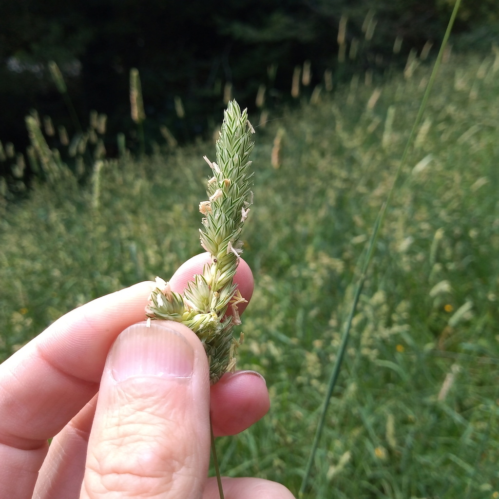 harding grass from Melbourne VIC, Australia on December 8, 2024 at 12: ...
