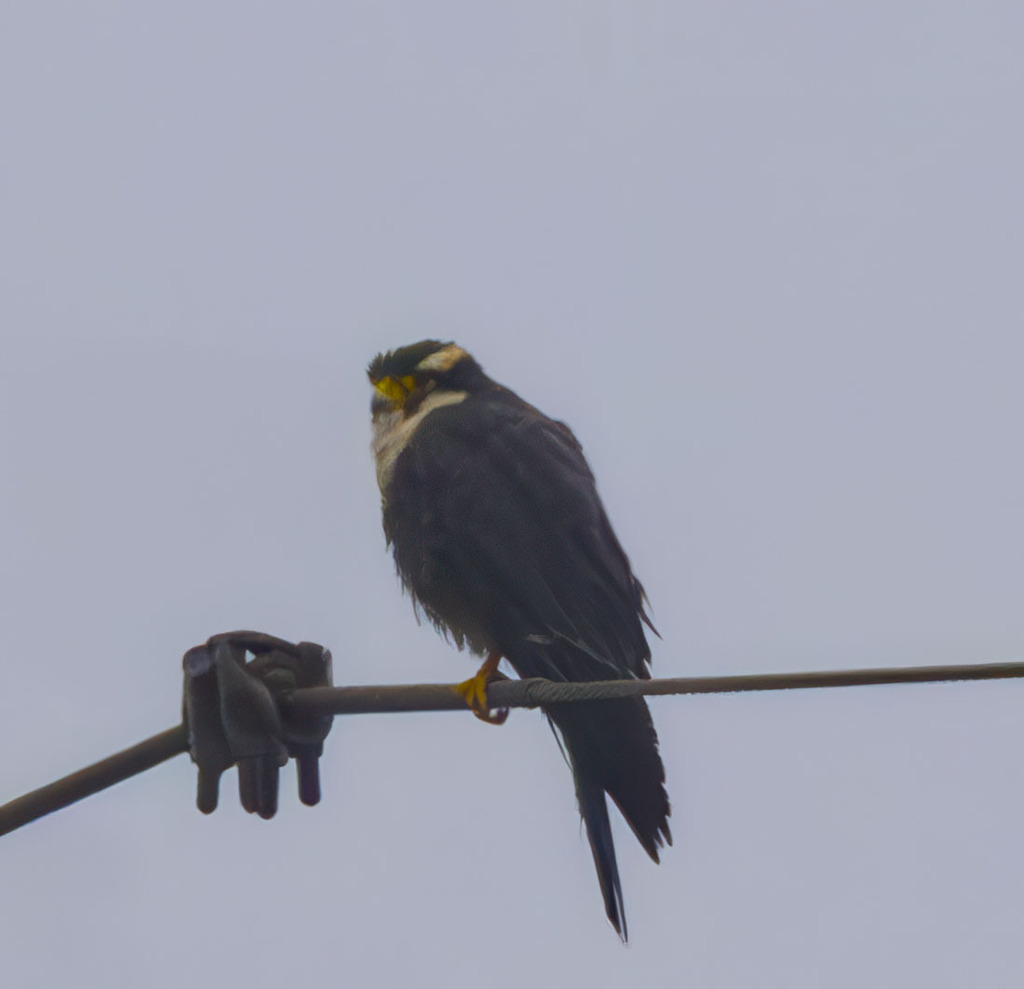 Halcón fajado desde Brownsville, TX, USA el 04 de diciembre de 2024 a ...