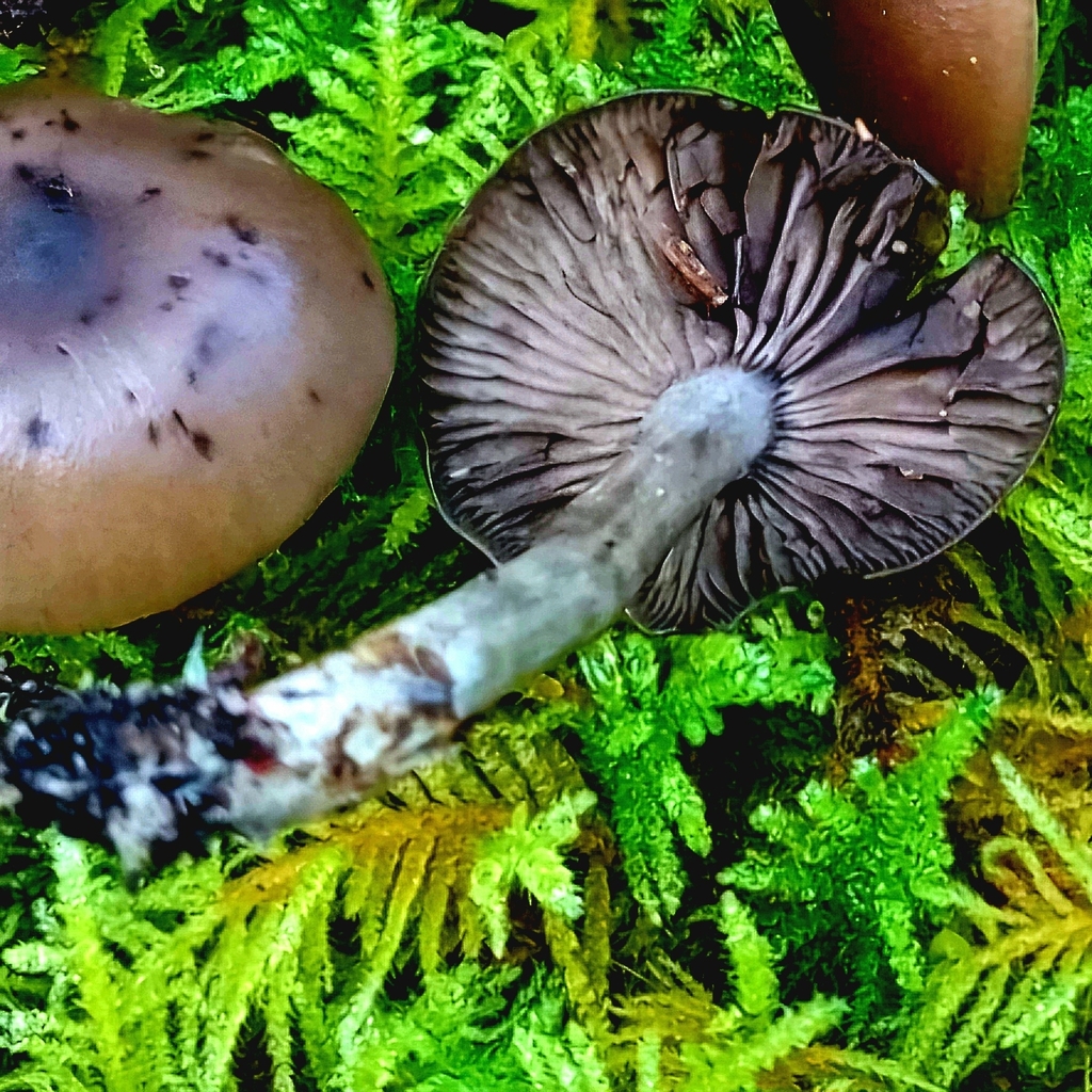 Psilocybe baeocystis from Seaview, WA 98644, USA on November 30, 2024 ...