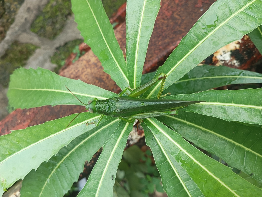 Melicodes tenebrosa tenebrosa from Taytay on December 10, 2024 at 01:37 ...