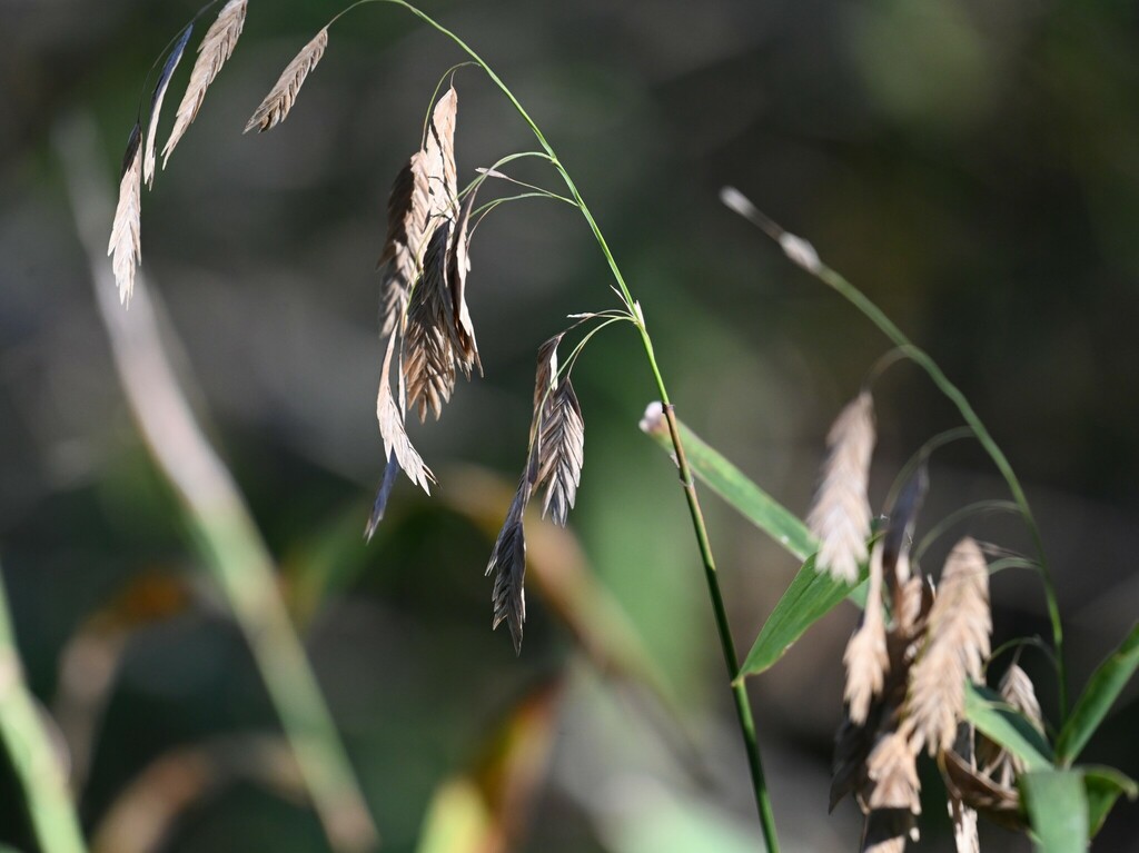 inland wood oats from Bexar County, TX, USA on December 09, 2024 at 03: ...