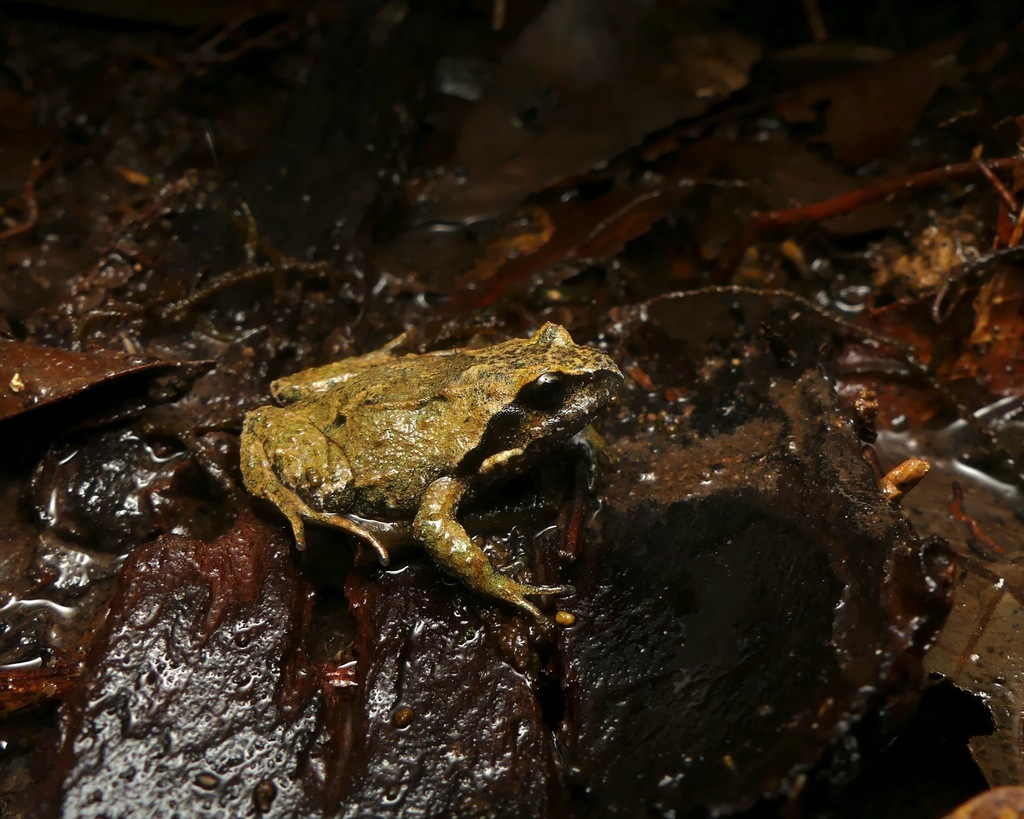 Mount Ballow Mountain Frog in December 2024 by Ollie Scully. Levers ...