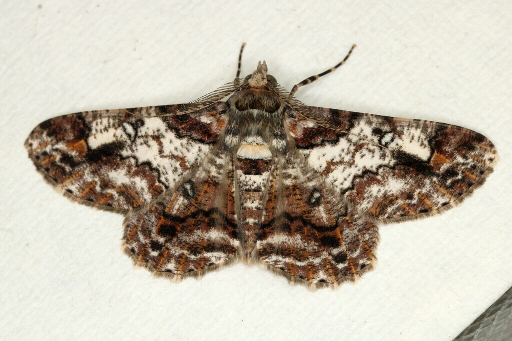 Cleora illustraria from Sydney NSW, Australia on December 10, 2024 at 08:49 AM by Jack Crosbie ...