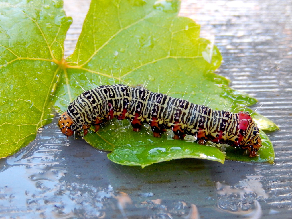 Australian Grapevine Moth from Sydney NSW, Australia on December 10 ...