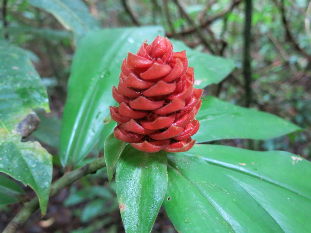 Costus ricus (Costa Rica Trees and Vascular Plants) · iNaturalist