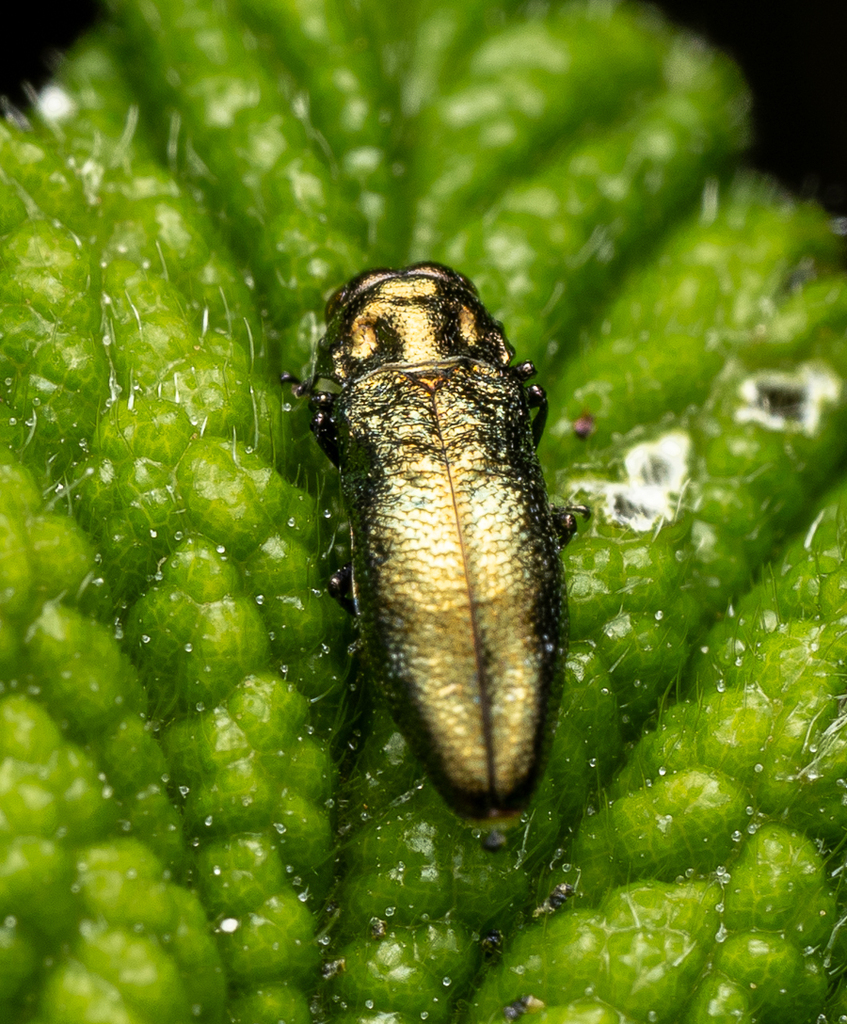Aaaaba fossicollis from Belgrave Heights VIC 3160, Australia on ...