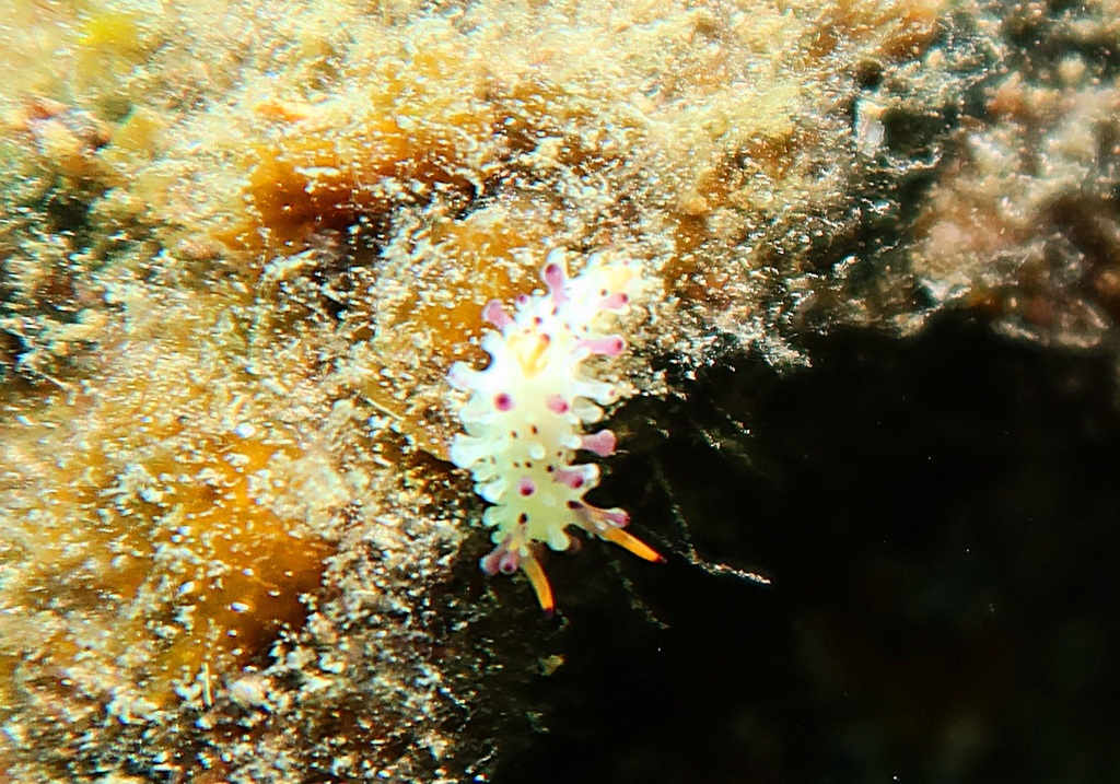 Aegires from Edithburgh Jetty on December 07, 2024 at 10:35 AM by David ...