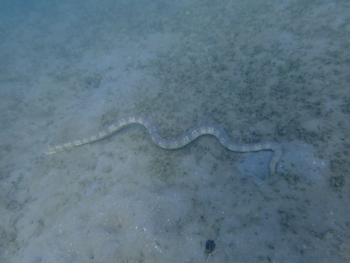 Horned Sea Snake (Hydrophis peronii) - Snakes and Lizards