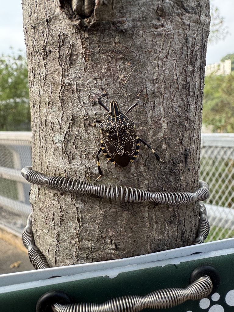 Yellow-spotted Stink Bug from Hong Kong Island, Pok Fu Lam, Hong Kong ...