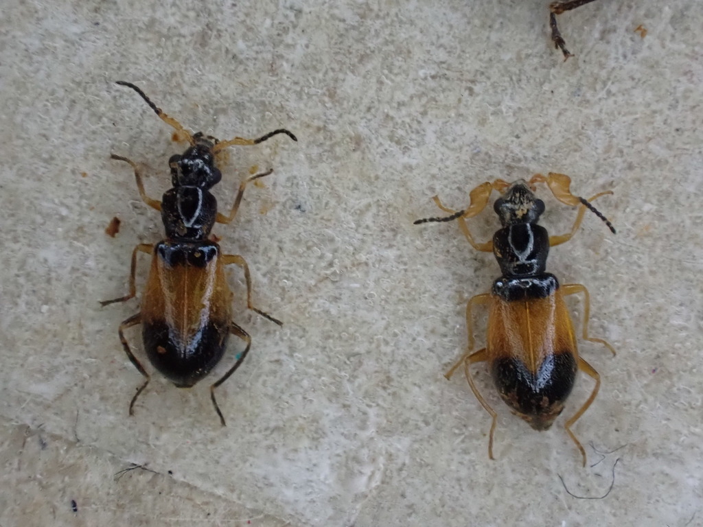 Intybia pelegrini from 日本、〒360-0035 埼玉県熊谷市河原町 on June 10, 2023 at 04:56 ...