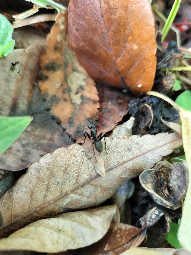 Japanese Carpenter Ant from 日本、〒190-0012 東京都立川市曙町 on October 15, 2023 ...