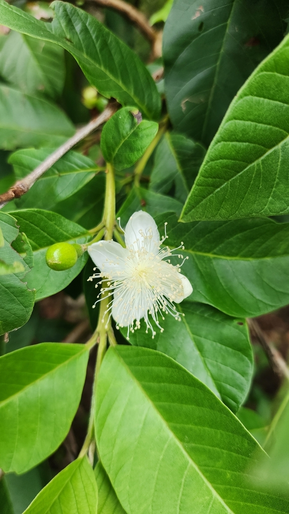 Common guava from Aspley QLD, Australia on December 9, 2024 at 09:50 AM ...