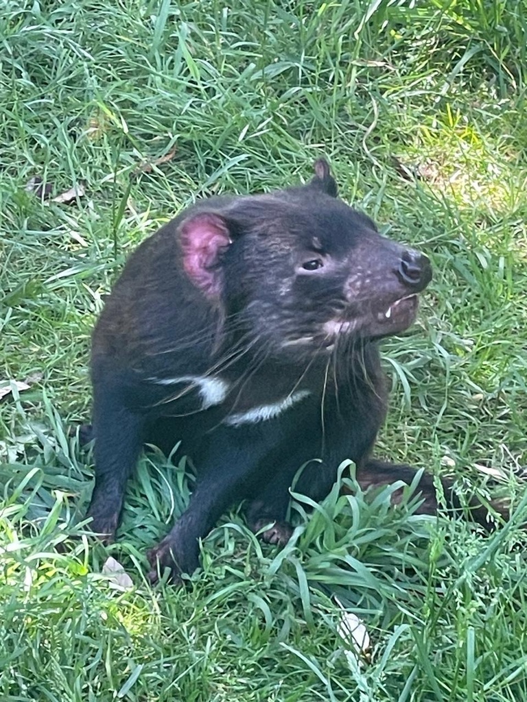 Tasmanian Devil from Tasmania, Rossarden, TAS, AU on December 3, 2024 ...