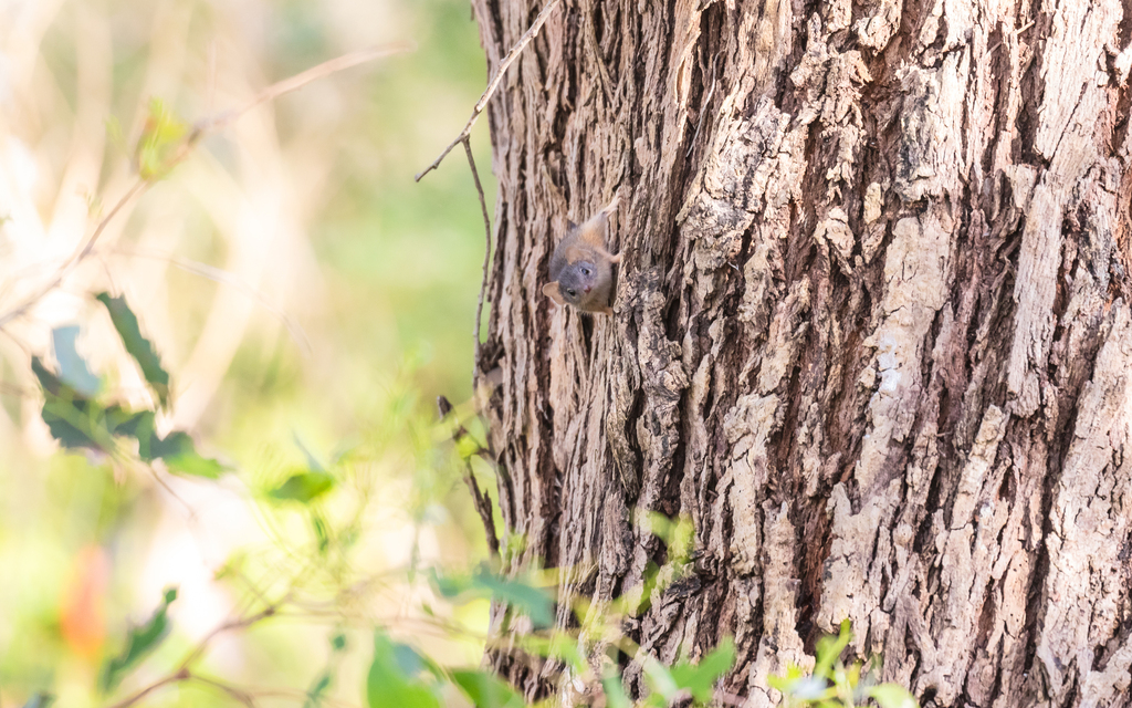 (Antechinus flavipes flavipes) - Know Your Mammals